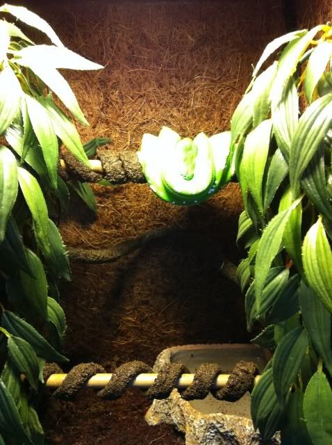 New Green Tree Python | Reptile Forums