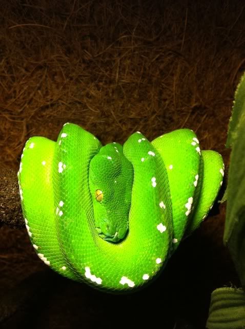 New Green Tree Python | Reptile Forums