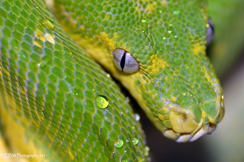 Green tree python | Reptile Forums