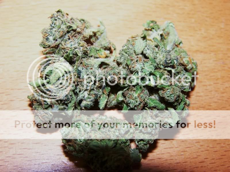organic ak-47 [bud shots][review] | Grasscity Forums - The #1 Marijuana ...