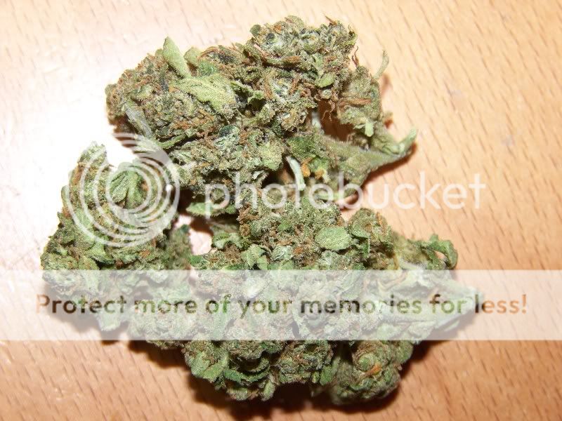 organic ak-47 [bud shots][review] | Grasscity Forums - The #1 Marijuana ...