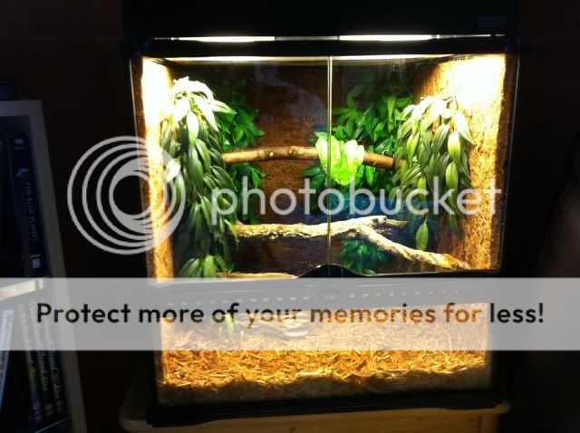 Simple Exo Terra setup for Green Tree Python | Reptile Forums