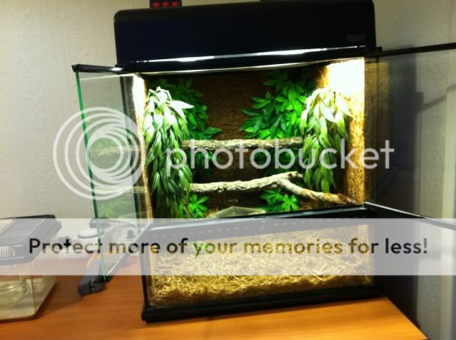 CB10 Aru Green Tree Python (high white) with full setup | Reptile Forums