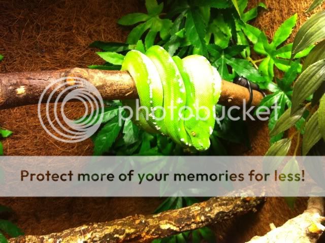 Simple Exo Terra setup for Green Tree Python | Reptile Forums