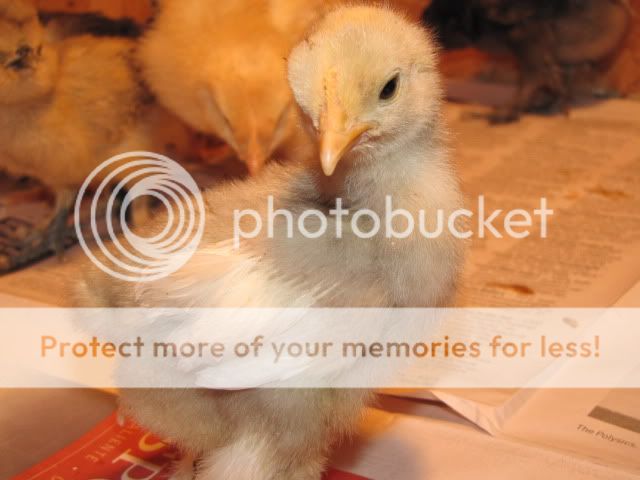 2 week old chicks (cuteness overload! pic heavy!) | BackYard Chickens ...