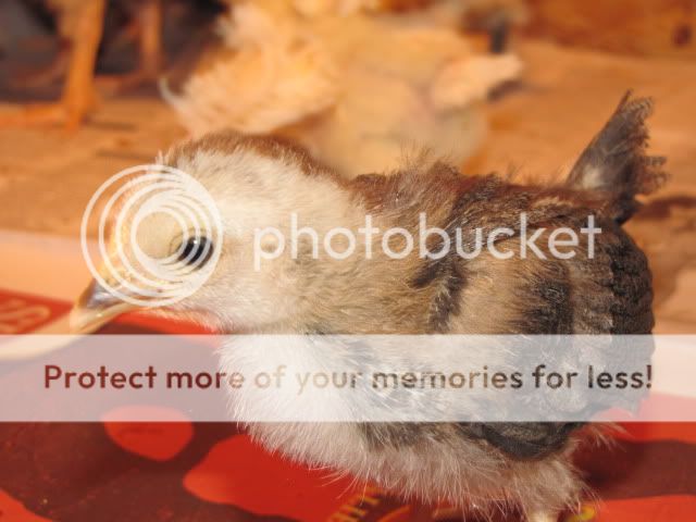 2 week old chicks (cuteness overload! pic heavy!) | BackYard Chickens ...