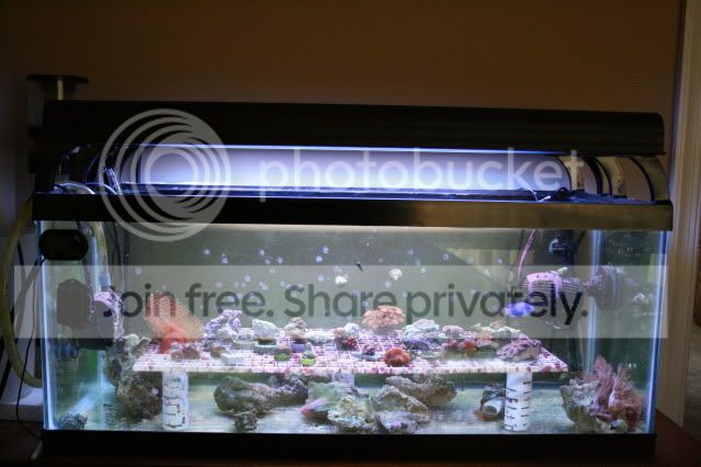 EcoTech Marine VorTech MP10 Review - Reef Central Online Community