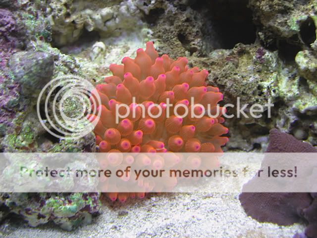 Our New RBTA - Pics! - Reef Central Online Community