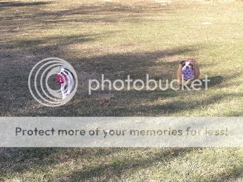 Casey & Stanley play and sleep.............pics overload