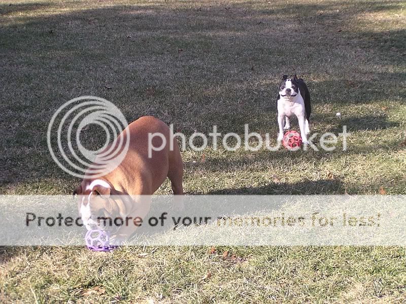 Casey & Stanley play and sleep.............pics overload