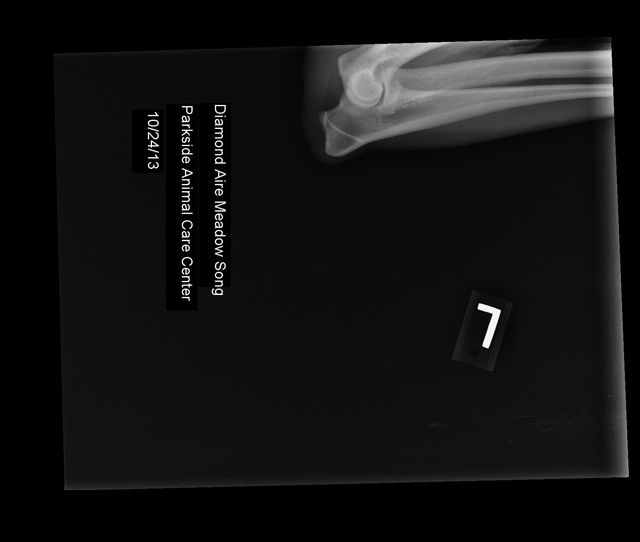 Lark's OFA X-rays and results | Puppy Forum and Dog Forums