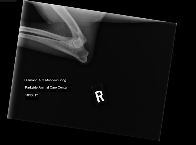 Lark's OFA X-rays and results | Puppy Forum and Dog Forums