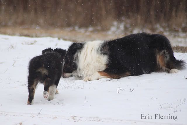 The Official Lark introduction Thread! | Puppy Forum and Dog Forums