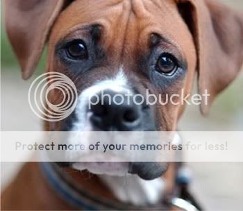 boxers? | VW Vortex - Volkswagen Forum