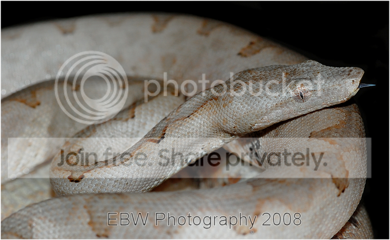 Blythe, from baby to adult (Halmahera Isle boa) | Reptile Forums
