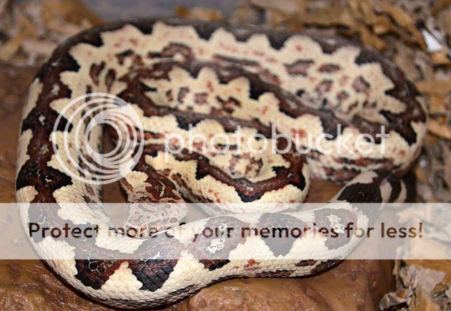 Isabel Isle ground boa (Candoia paulsoni) | Reptile Forums