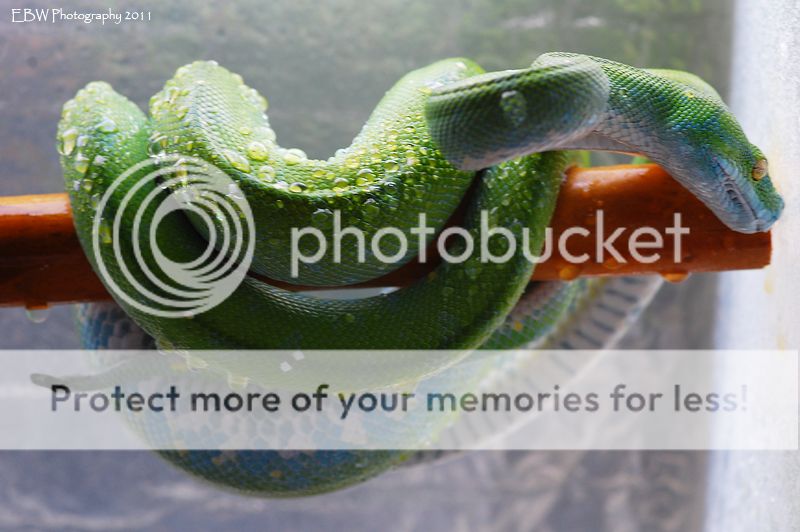 Blue Aru chondro | Reptile Forums