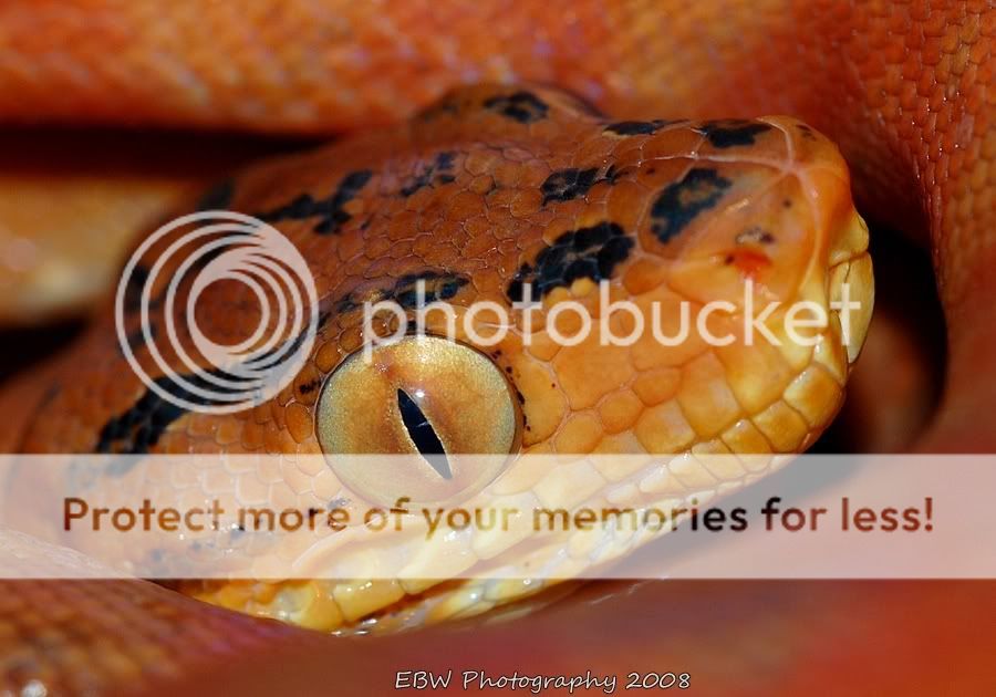 Devil Worm, up close and personal! | Reptile Forums