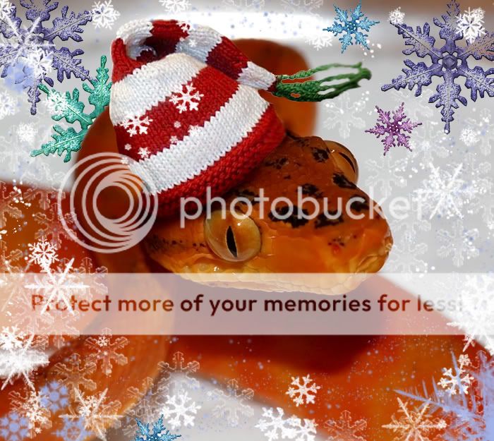 Reptile christmas cards!!! | Reptile Forums