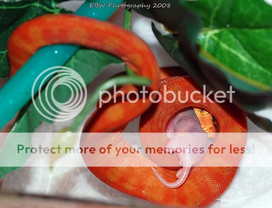 Devil Worm, up close and personal! | Reptile Forums