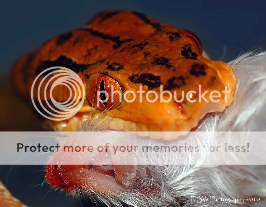 Devil Worm, up close and personal! | Reptile Forums