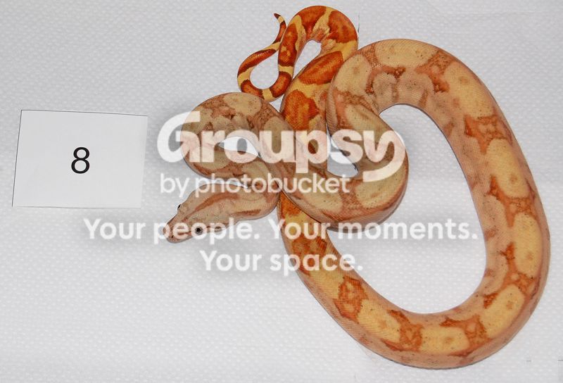 Sunset boa | Reptile Forums