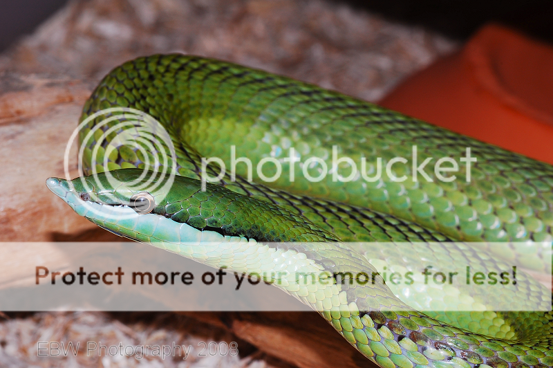 Argentine Long Nose Snake | Reptile Forums