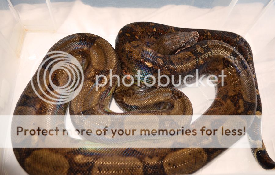 Some colourful and shiny snakes :) | Reptile Forums