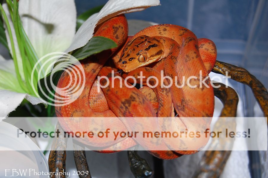 Gtp, atb.... | Reptile Forums