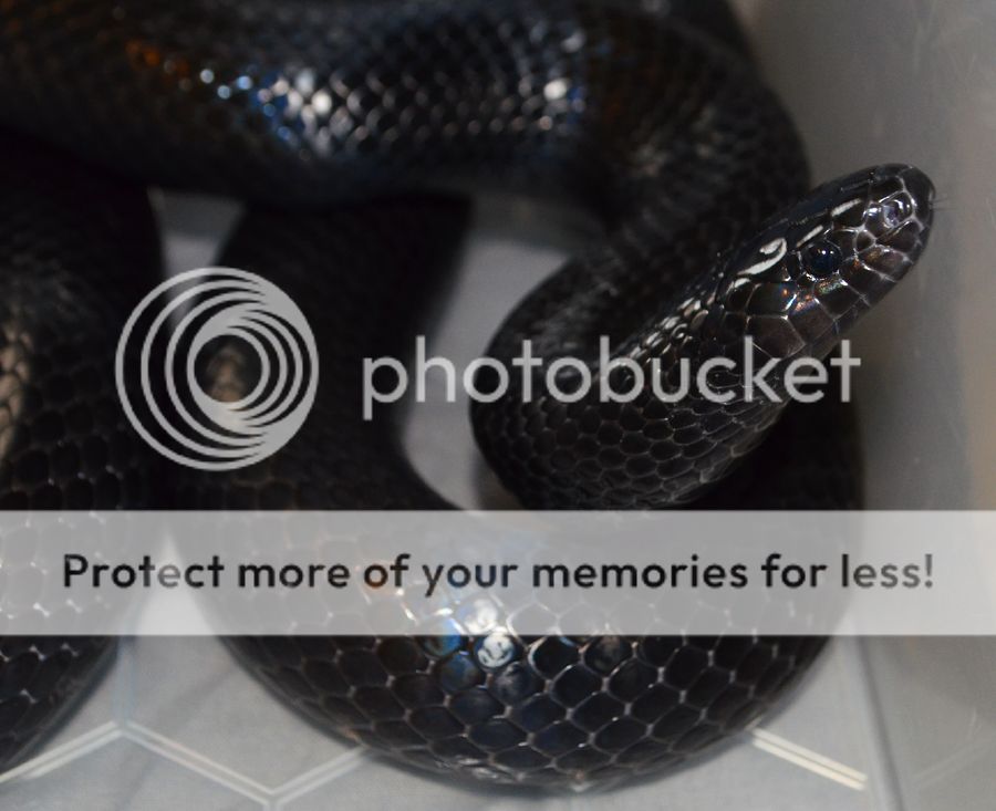 Some colourful and shiny snakes :) | Reptile Forums