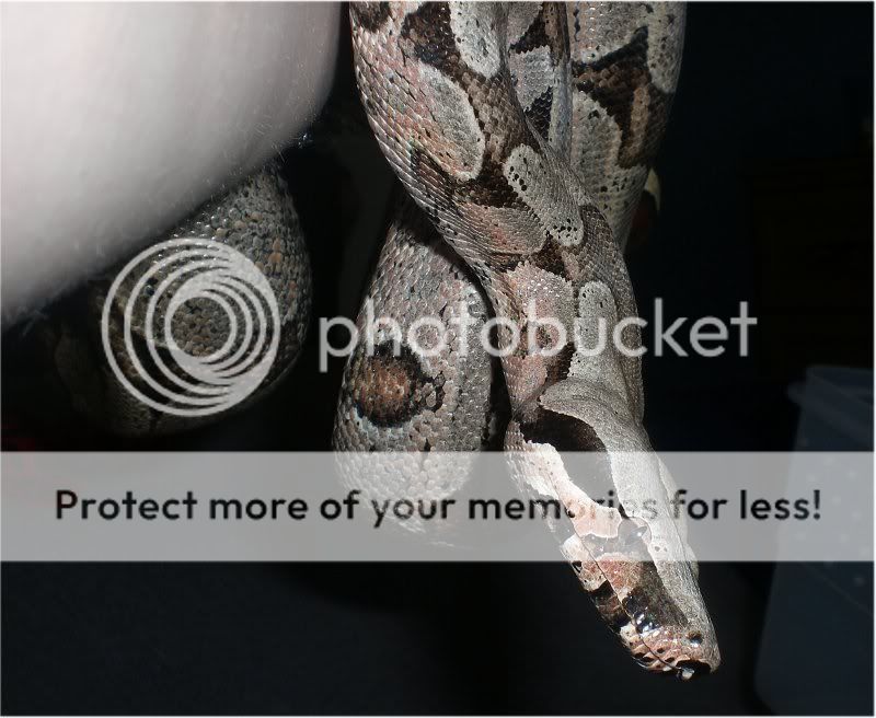 Silverback Bolivian boa | Reptile Forums