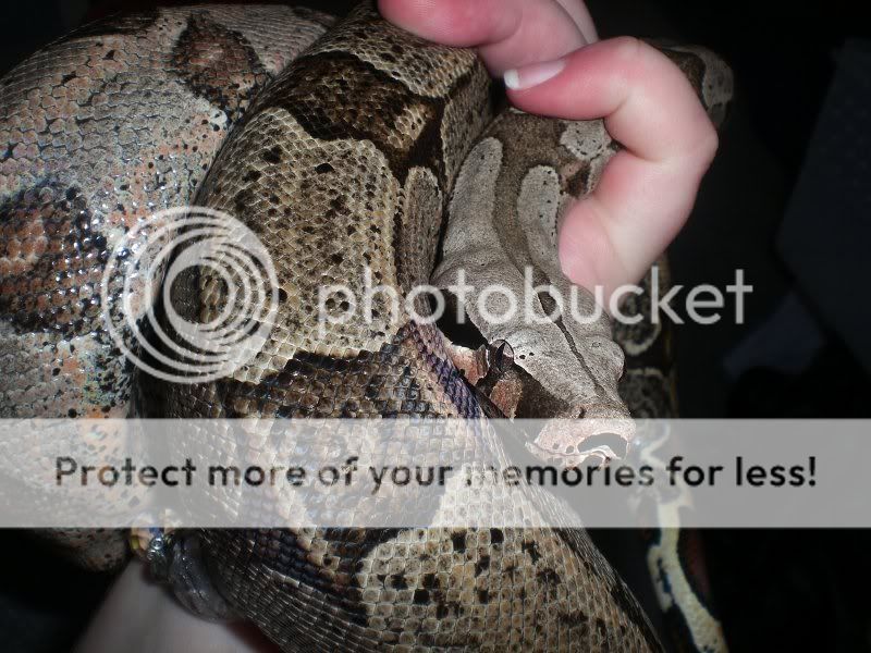 Silverback Bolivian boa | Reptile Forums