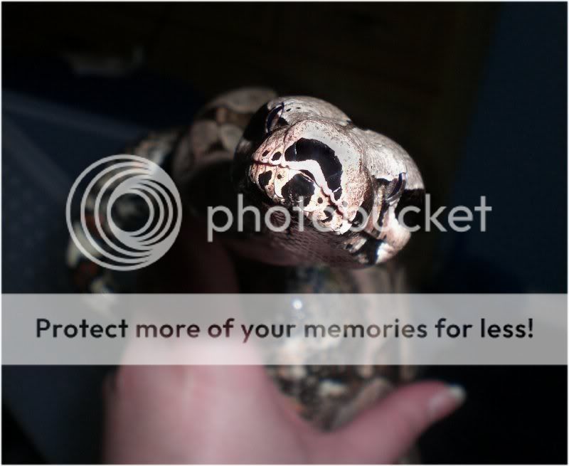 Silverback Bolivian boa | Reptile Forums