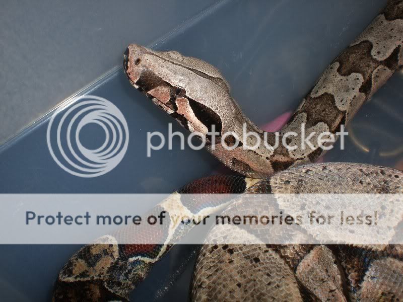 Silverback Bolivian boa | Reptile Forums