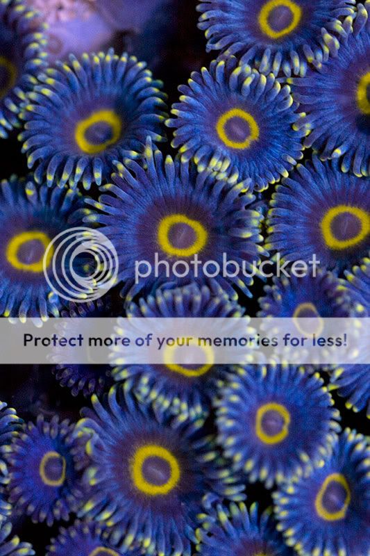 Blue Hornet / Blue Steel / AOI - How do you tell them apart? - Reef ...