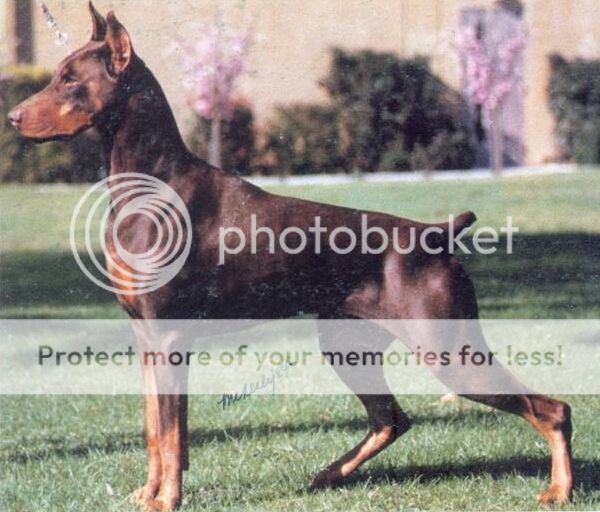 Obese dogs WHY? | Page 2