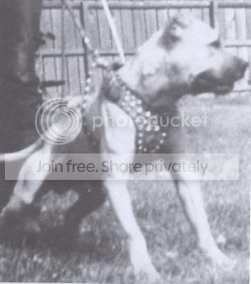 The Big Fat Pit Bull Thread | Dog Forum