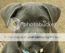 My baby Samara - Dogs - - Page 2 - City-Data Forum