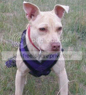 Lots of Ryu | Puppy Forum and Dog Forums