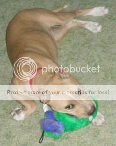 Inbreeding vs. Linebreeding? | Puppy Forum and Dog Forums