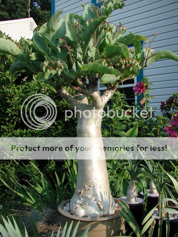 Cyphostemma - Alchetron, The Free Social Encyclopedia