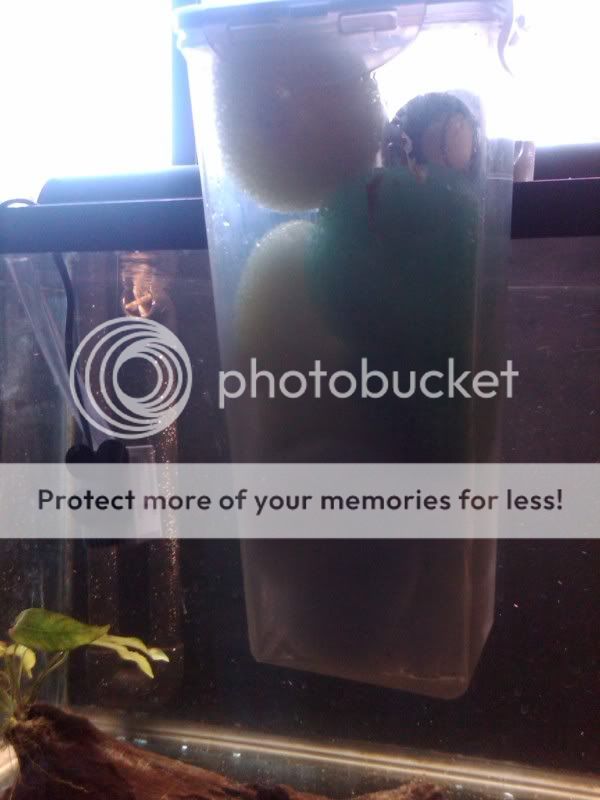 Diy Hob Filter? | Fish Forum