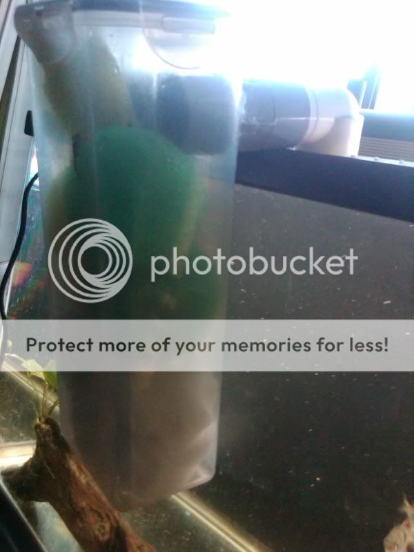 Diy Hob Filter? | Fish Forum