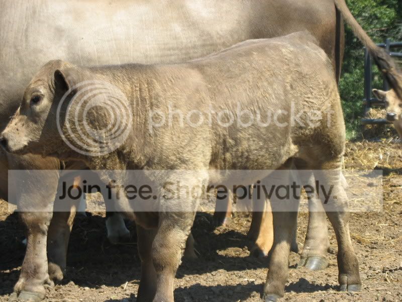 (edit) ? on hair or genetic/environment deformity W/PICS | CattleToday ...