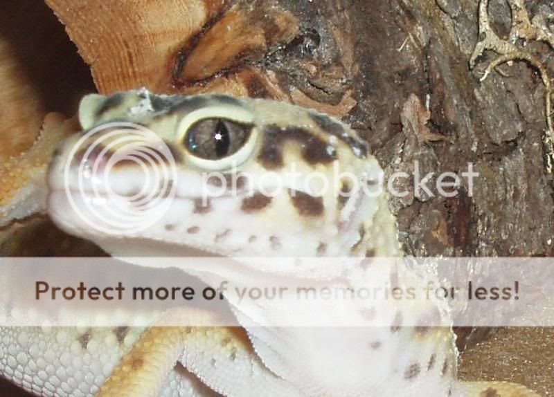 leopard gecko's eye | MonsterFishKeepers.com