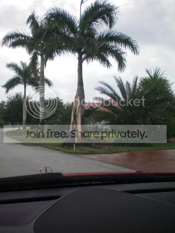 Hit & Run - DISCUSSING PALM TREES WORLDWIDE - PalmTalk
