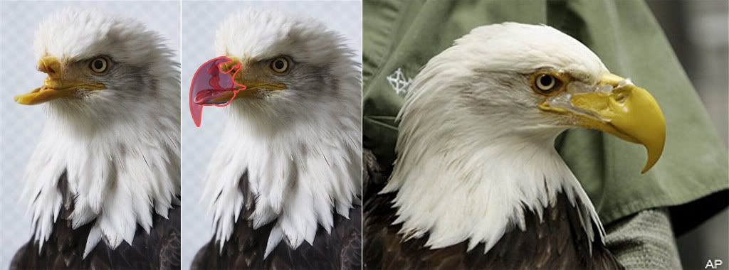 The Prop Den • Restoration of the Beak of an American Eagle