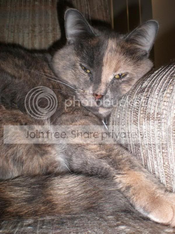 I Love My Boogie Vw Vortex Volkswagen Forum