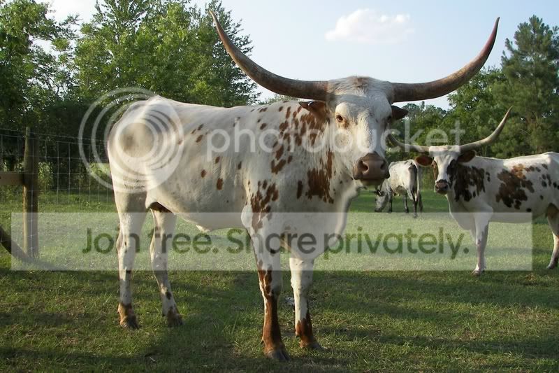 Where did the Brindle come from? | CattleToday.com - Cattle, Cow ...
