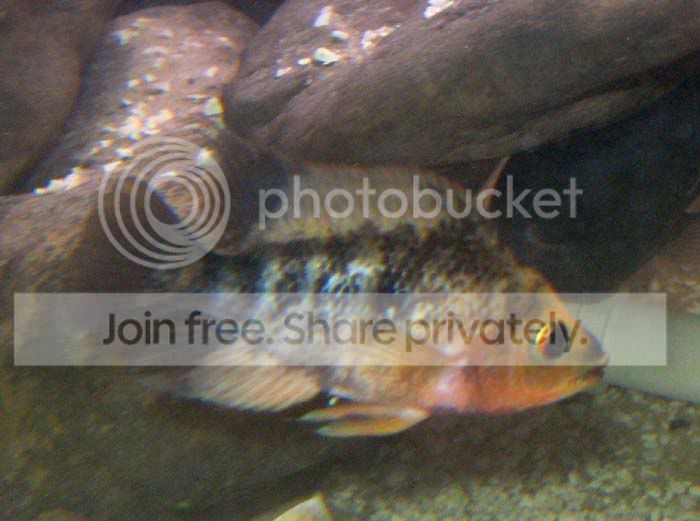 Red Devil With Black Spots | MonsterFishKeepers.com